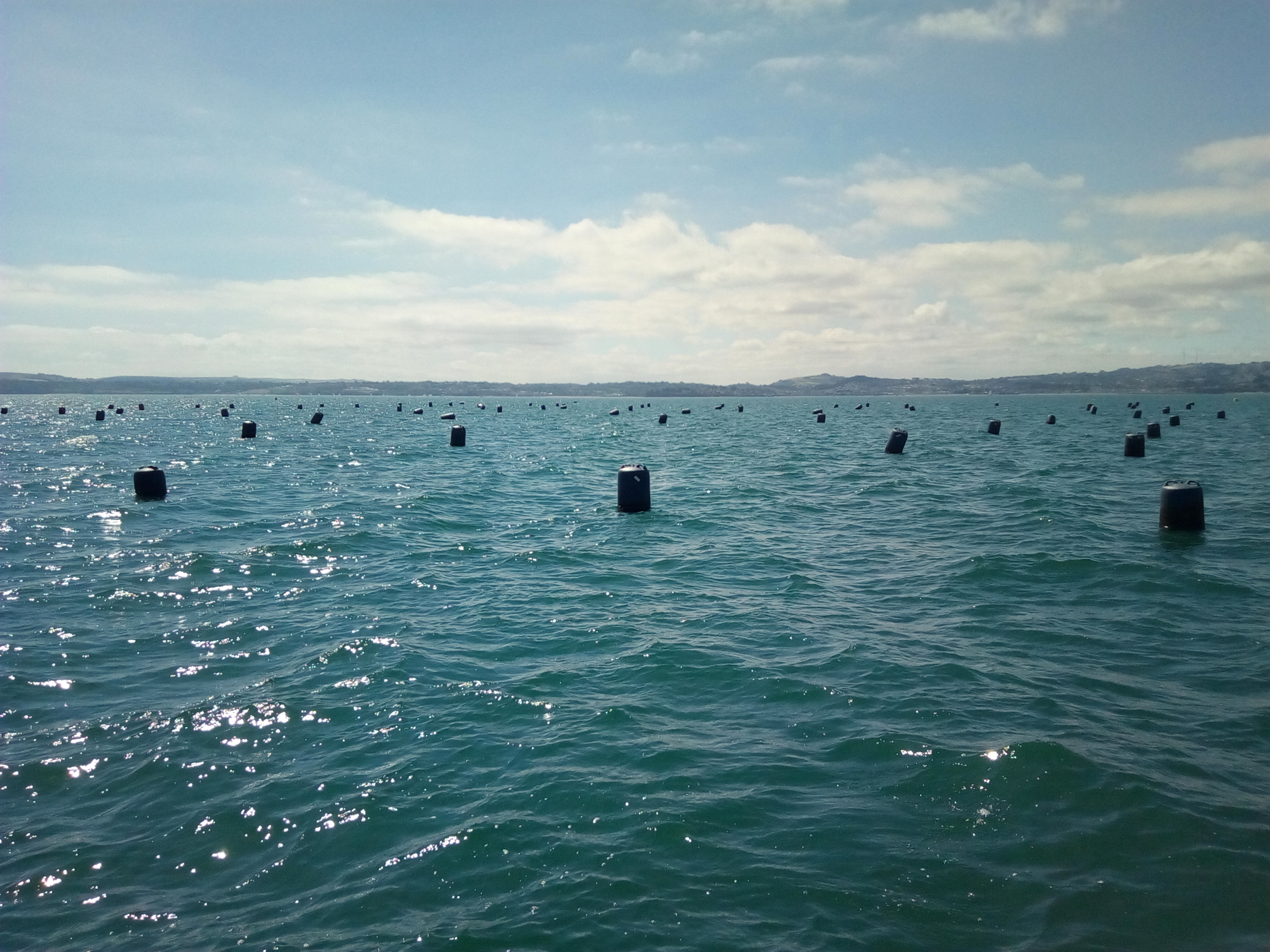 Torbay Scallop Farming Project – aMER – applied Marine Ecosystems Research