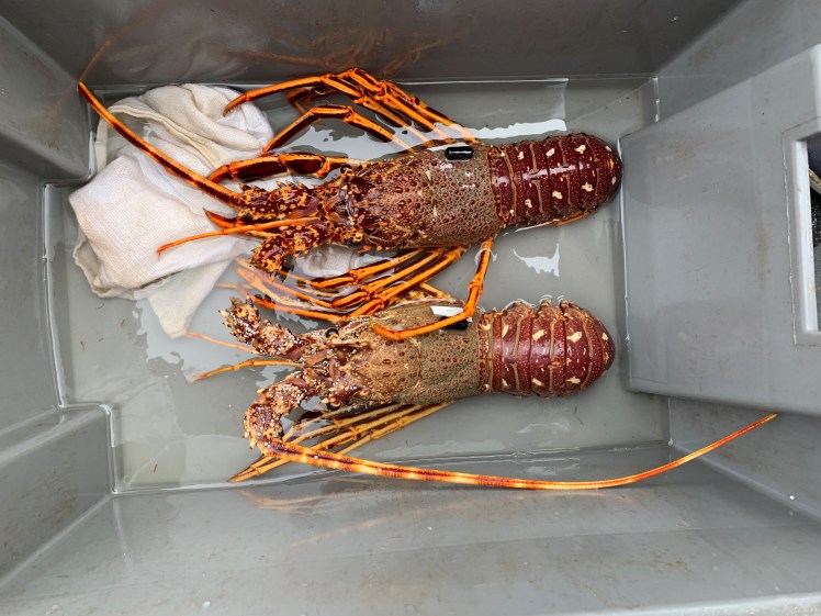 FISH INTEL – aMER – applied Marine Ecosystems Research