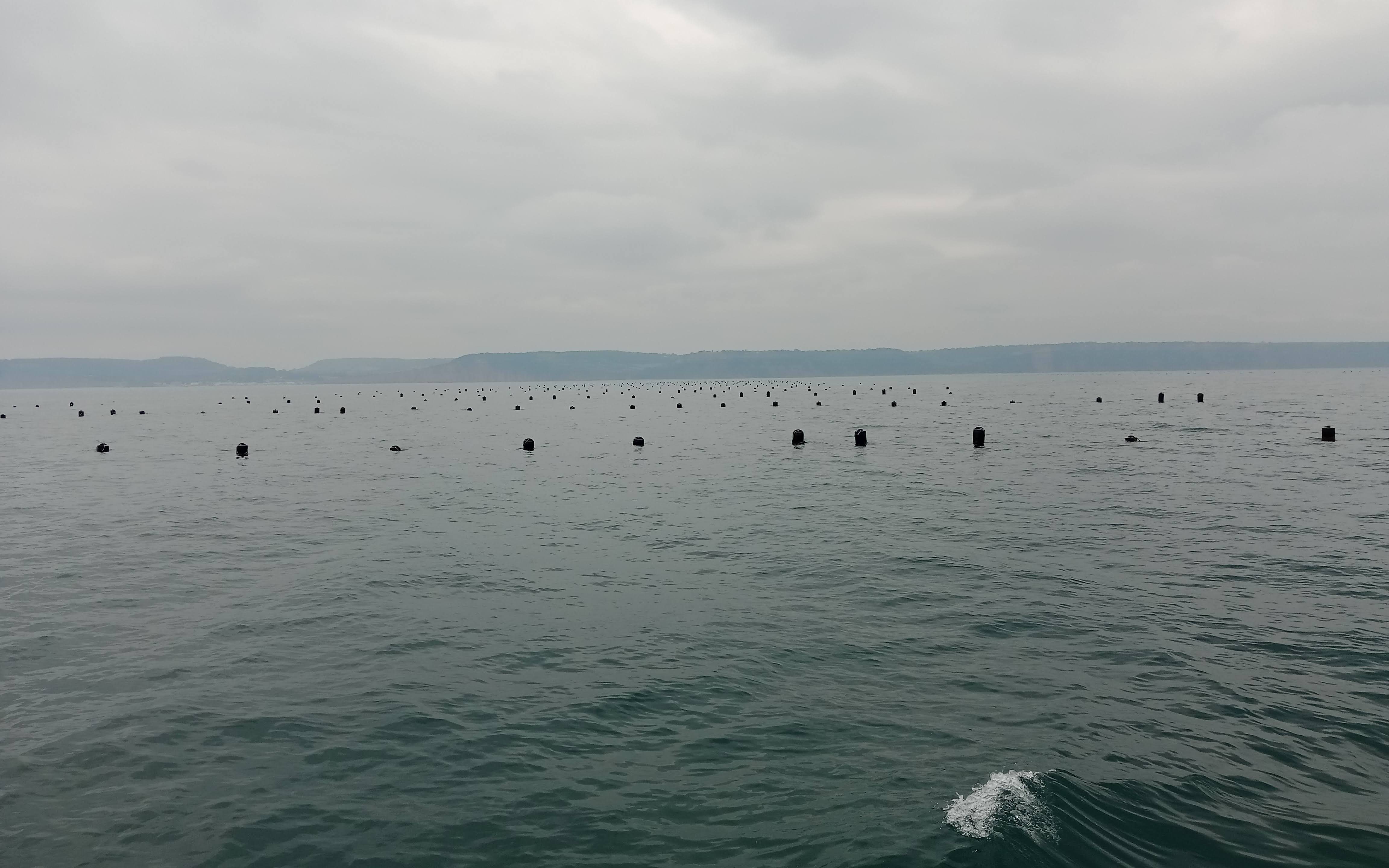 Ropes to Reefs FISP – aMER – applied Marine Ecosystems Research