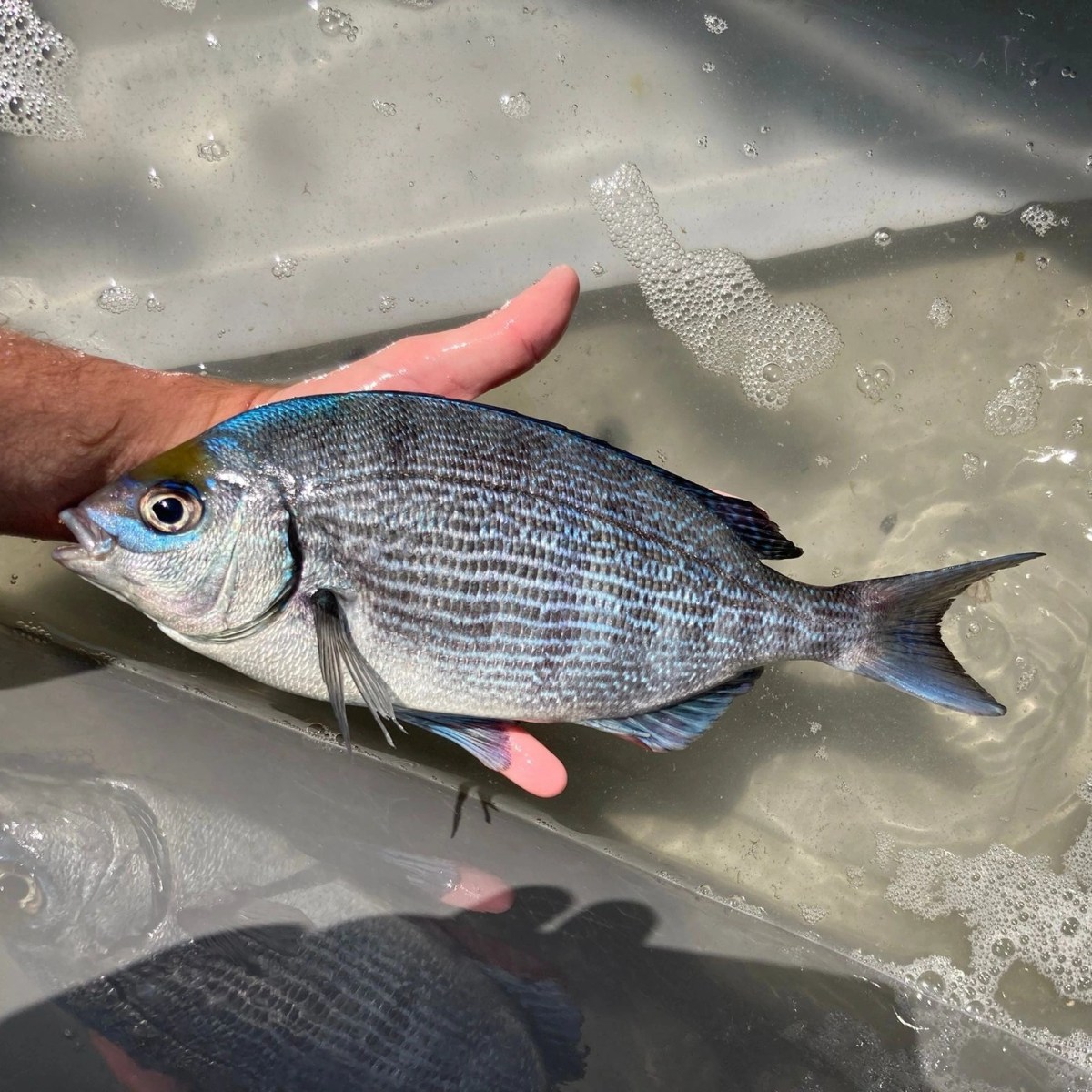 Black bream workshop – aMER – applied Marine Ecosystems Research