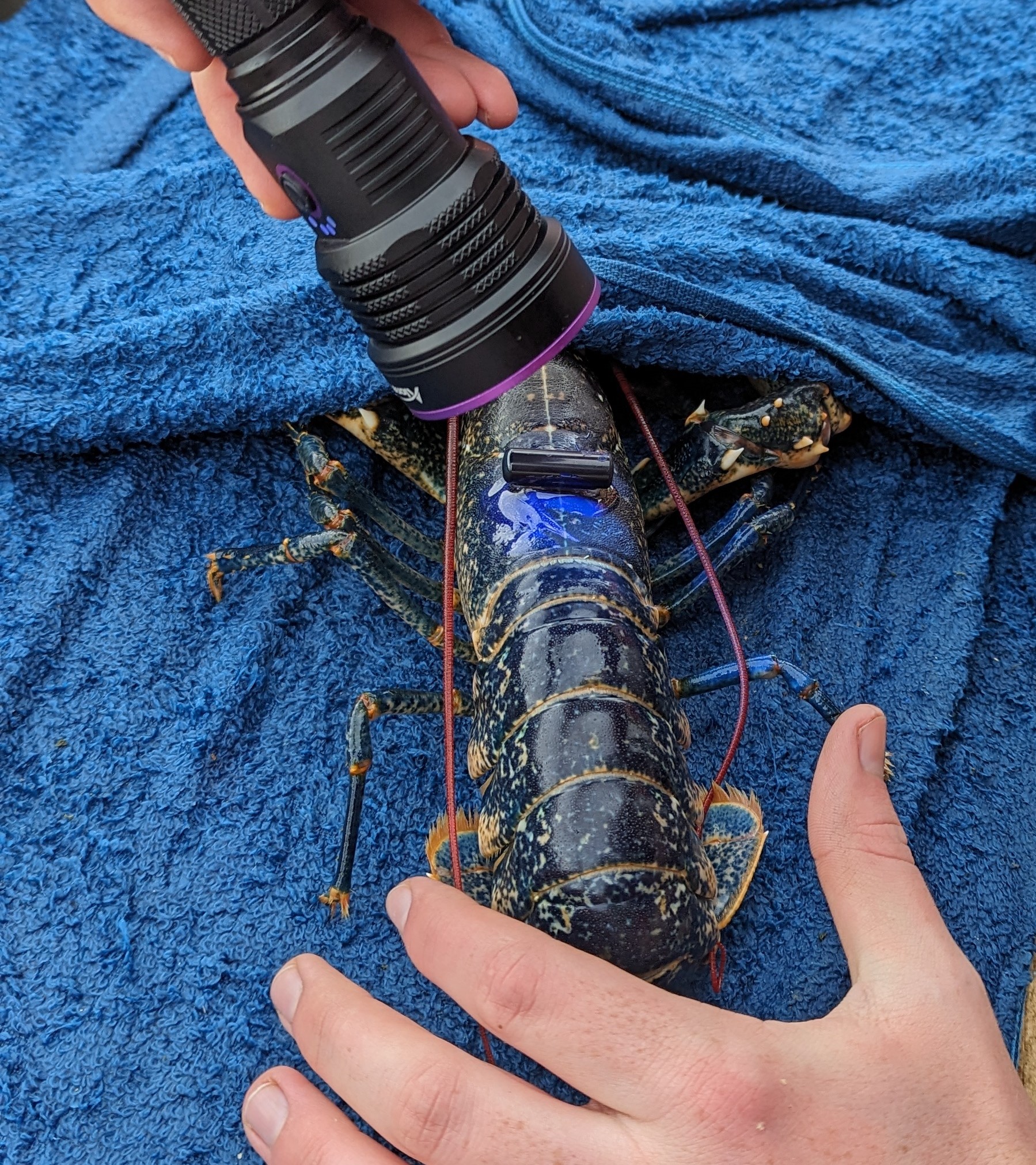 Fish Intel Network – aMER – applied Marine Ecosystems Research